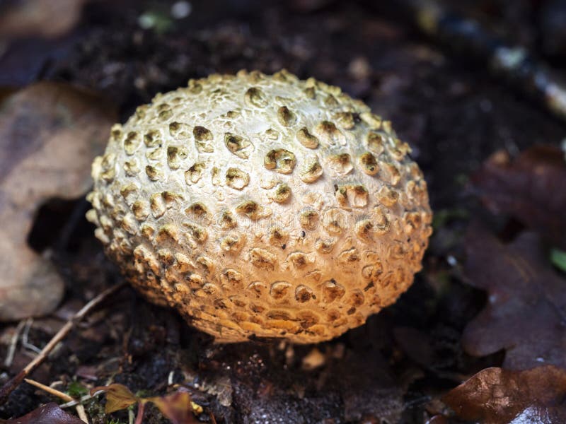 Selective Focus of an Earth Ball (Scleroderma Citrinum) on a Forest ...