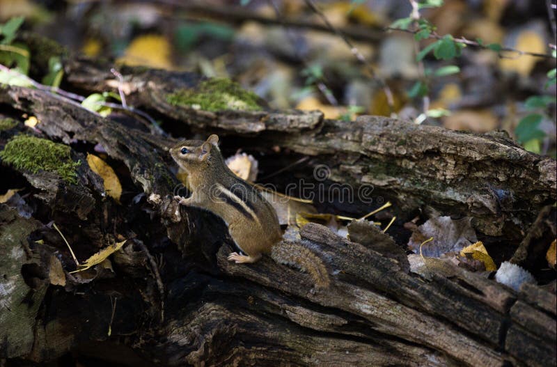 Selective Focus of an Eastern Chipmunk on the Fallen Tree, Yellowing ...