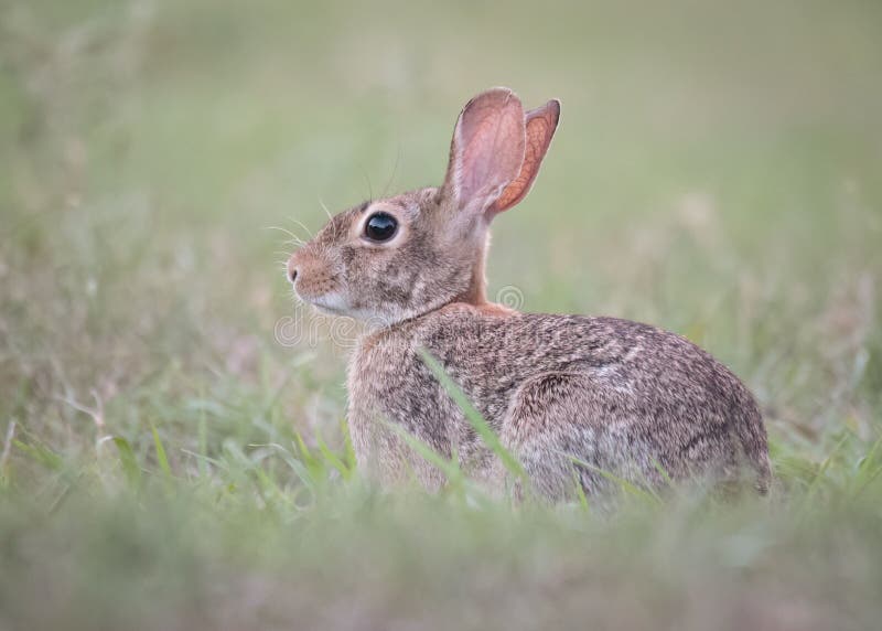 Bunny Rabbit Sideview Stock Photos - Free & Royalty-Free Stock Photos ...