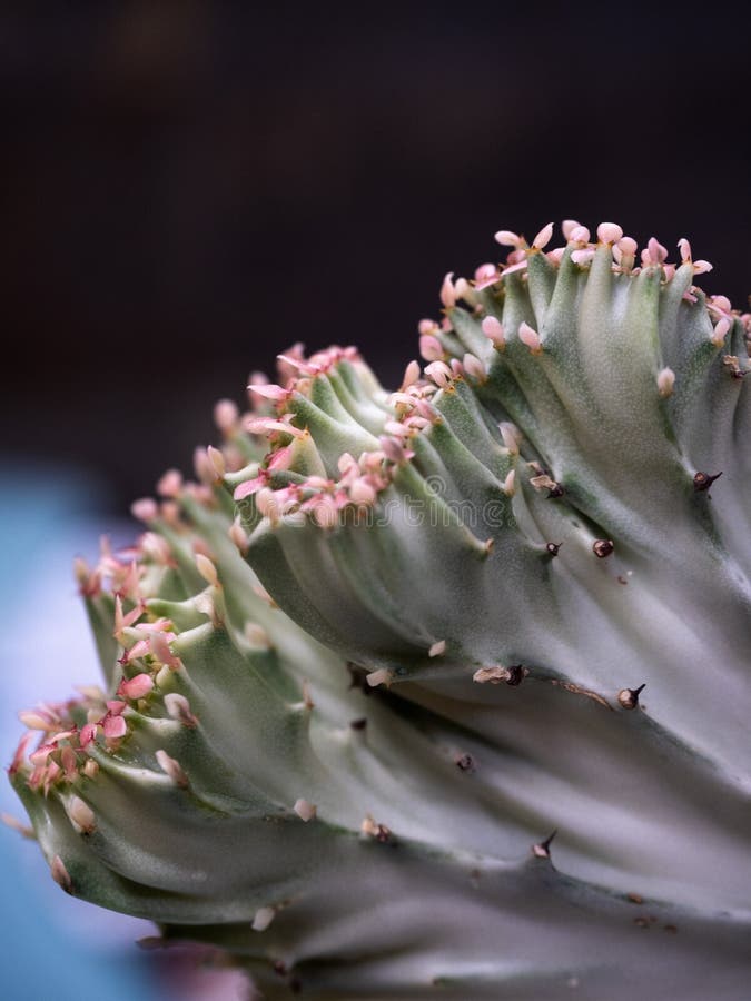 Selective Focus of an Euphorbia Lactea Cactus Stock Photo - Image of ...