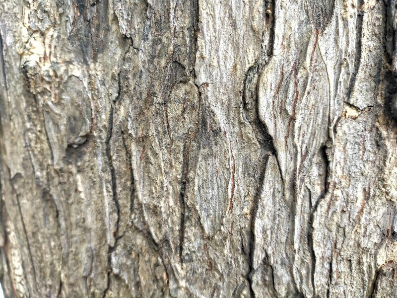 Selective Focus of Exfoliated Outer Bark of a Tree Stock Image - Image ...