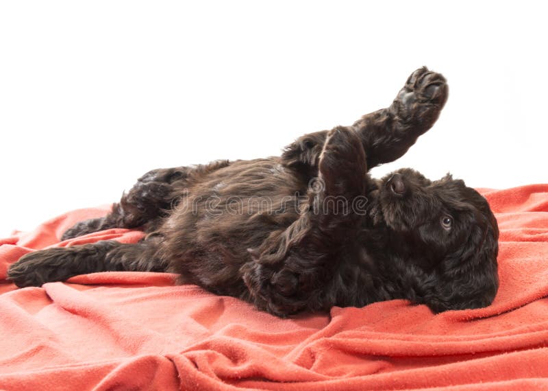 Playfull Labradoodle stock photo. Image of close, young - 29743022