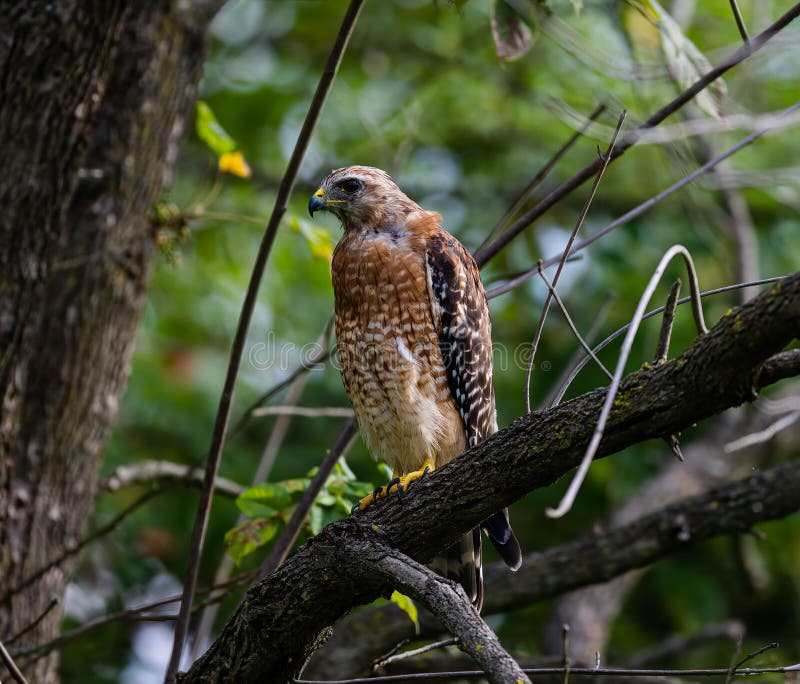 Selective Focus of a Falcon Standing on the Tree Branch with Blurred ...