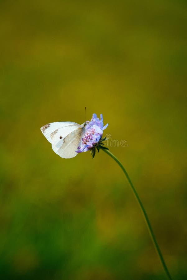 Selective Focus of a Fall Webworm Moth Standing on a Flower with ...