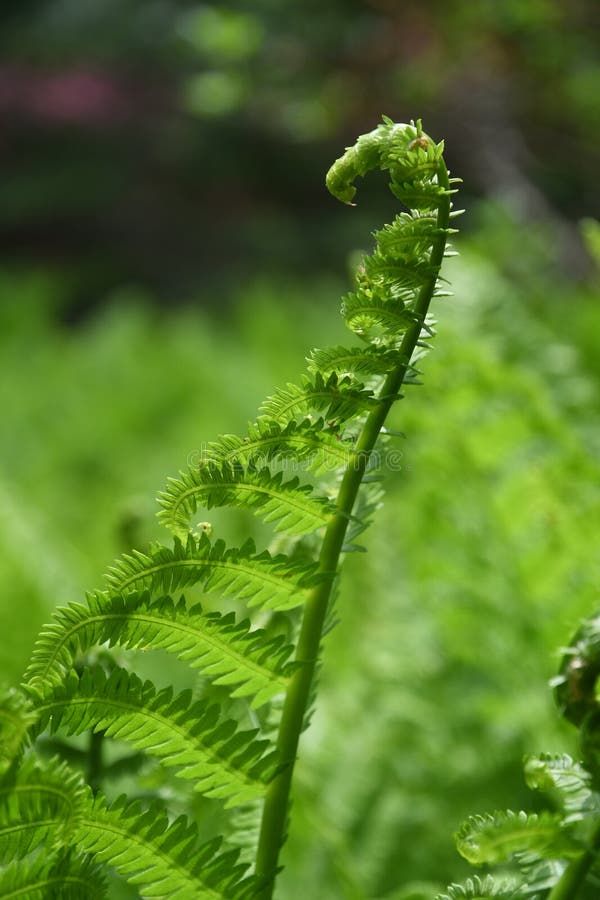 A Single Fern Frond in a Forest in Selective Focus Stock Photo - Image ...