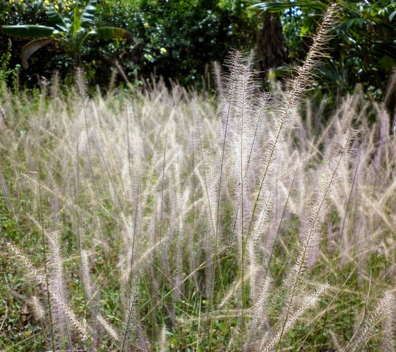 Grass inflorescence stock image. Image of golden, inflorescence - 31719319