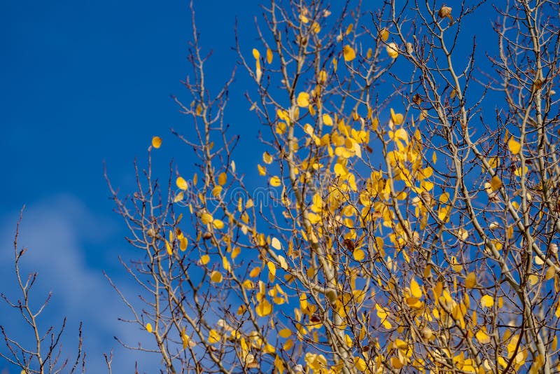Selective Focus on Few Yellow Aspen Leaves Against Blue Sky, Useful for ...