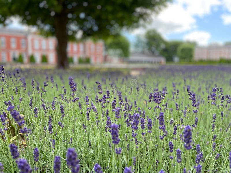 Selective Focus on a Field Full of English Lavender Flowers Stock Photo ...