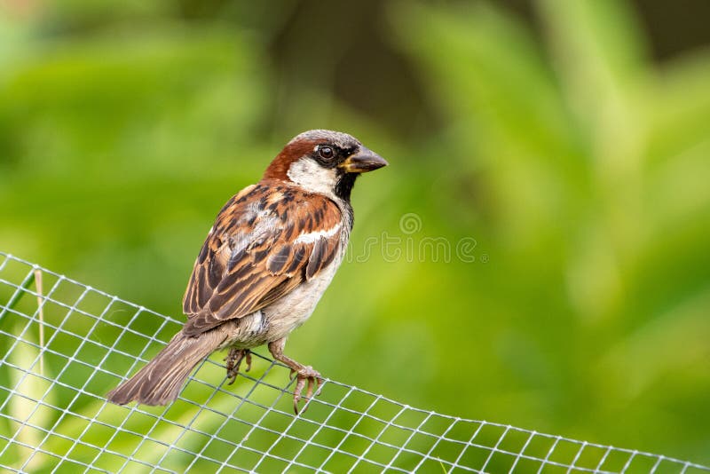 Selective Focus of a Field Sparrow Resting on a Net Stock Photo - Image ...