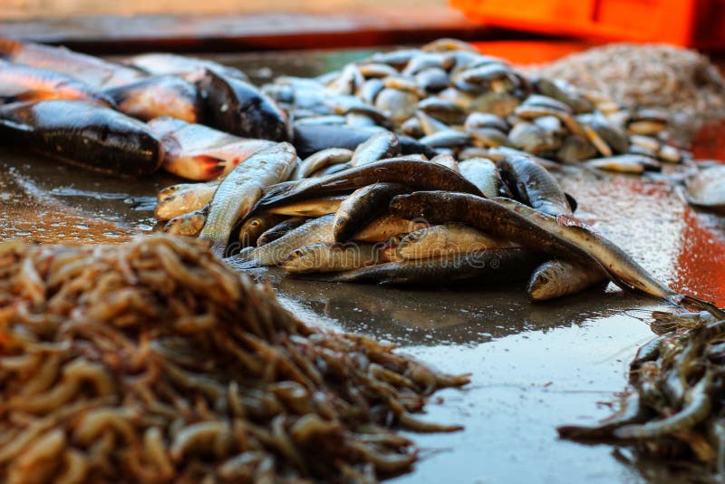 Selective Focus on Fish Laying on Ground in Asian Fish Market Stock ...
