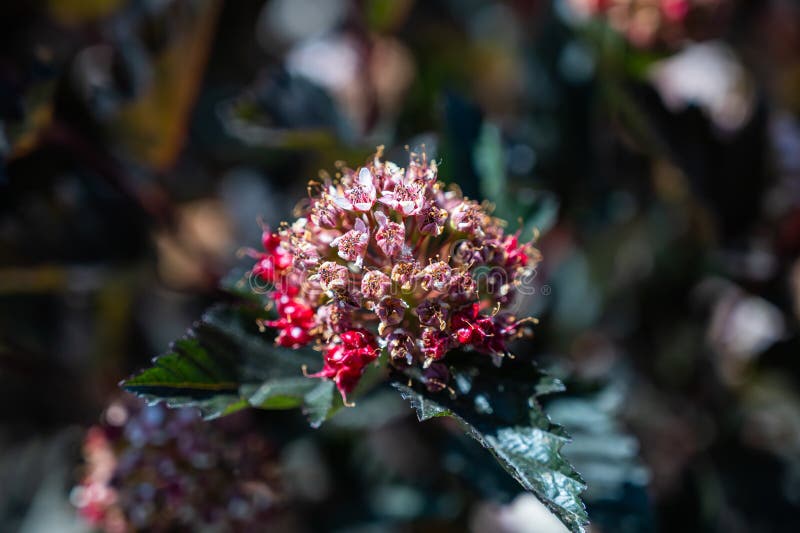 Selective Focus of a Flower in a Field Under the Sunlight at Daytime ...