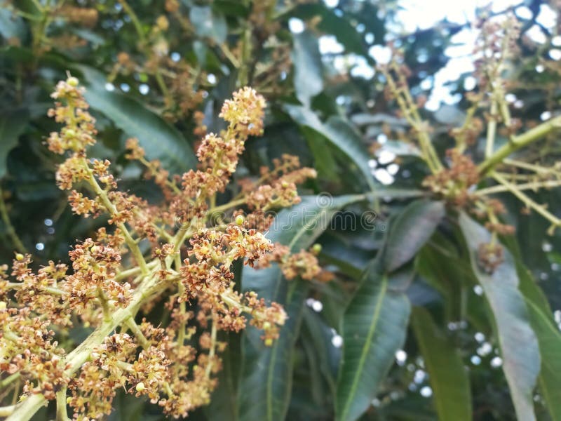 Selective Focus of Flowering Mango Tree during Mango Season Stock Photo ...