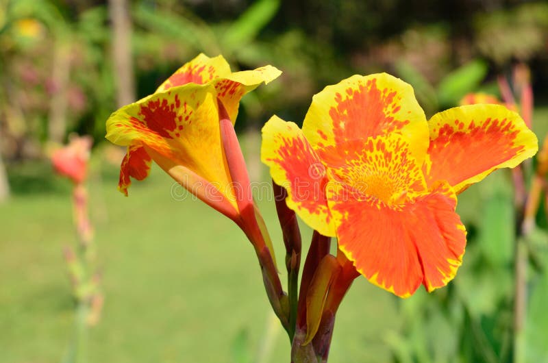 Selective Focus a Flowers Background. Stock Photo - Image of flora ...