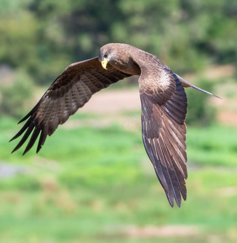 Selective Focus of a Flying Yellow-billed Kite Under the Sunlight with ...