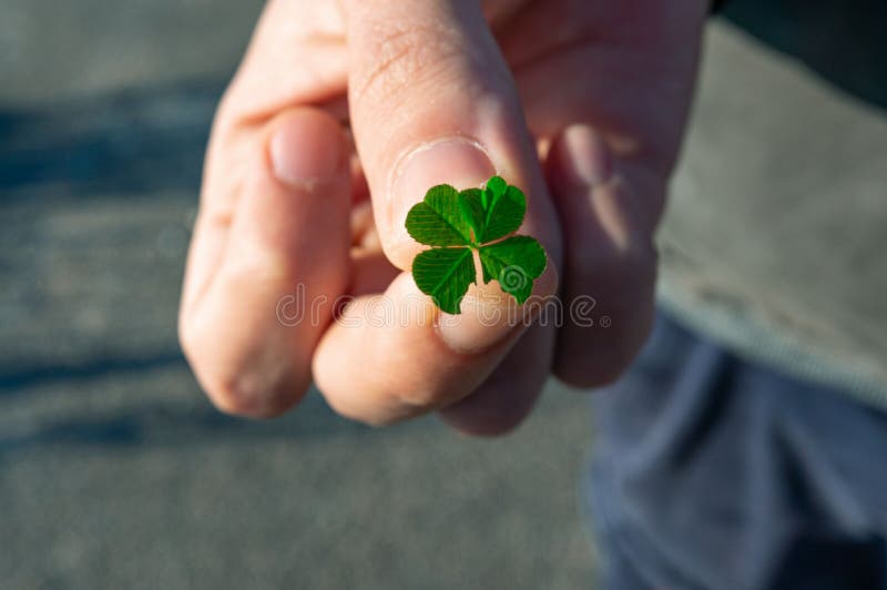 Selective Focus of a Four-leaf Clover in a Hand Stock Image - Image of ...