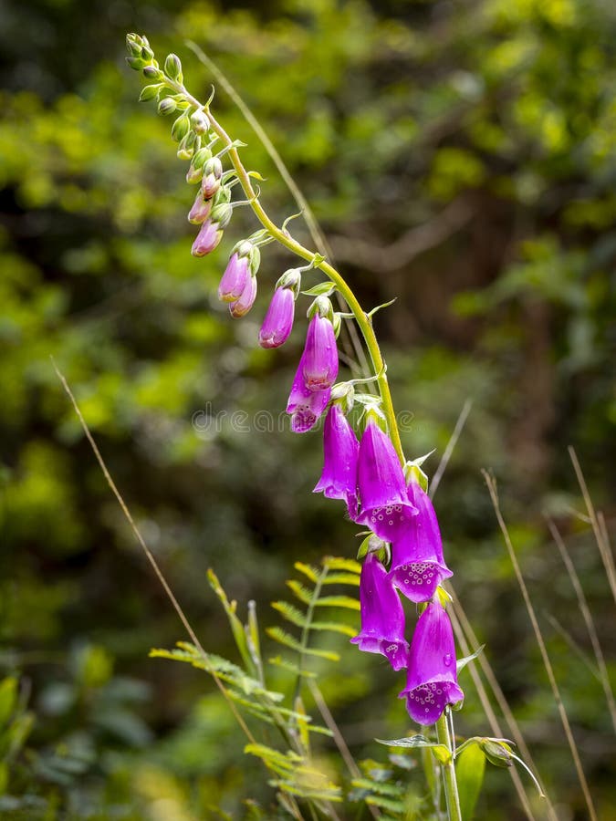 Foxglove or Common Foxglove (Digitalis Purpurea) with Blurred ...