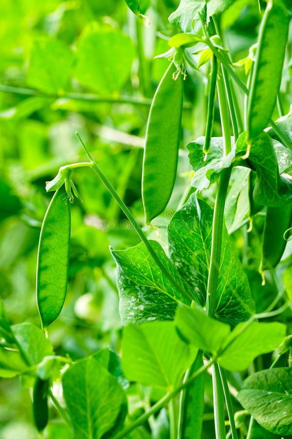 15,048 Vegetable Pods Photos - Free & Royalty-Free Stock Photos from ...