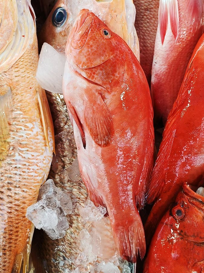Selective Focus of Fresh and Raw Red Banded Grouper Fish Stock Photo ...