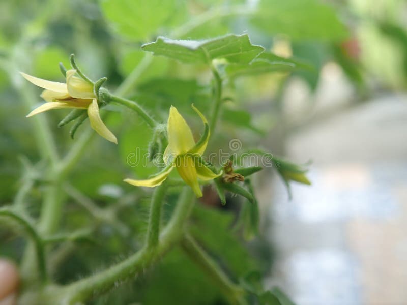 Fresh Tomato Flower Blooming in a Pot, on a Blurred Background Stock ...