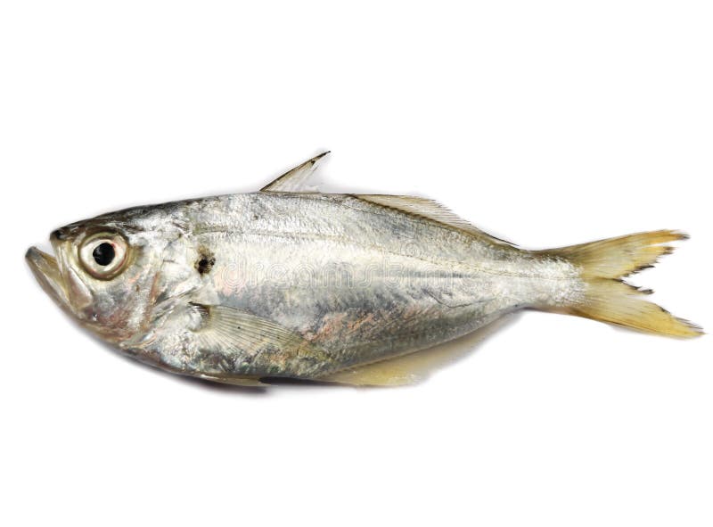 476 White Trevally Fish Stock Photos - Free & Royalty-Free Stock Photos ...