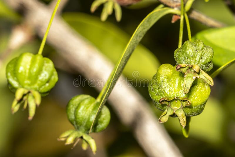 Selective Focus of Fruit Pitanga Tree Eugenia Uniflora Stock Image ...