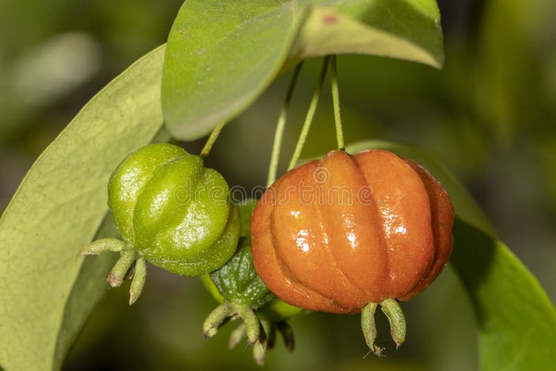 Selective Focus of Fruit Pitanga Tree Eugenia Uniflora Stock Photo ...