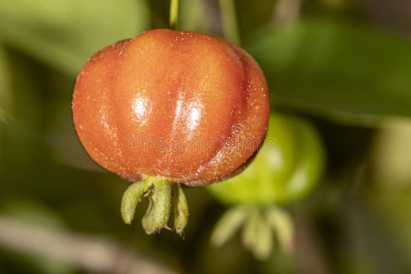 Selective Focus of Fruit Pitanga Tree Eugenia Uniflora Stock Photo ...