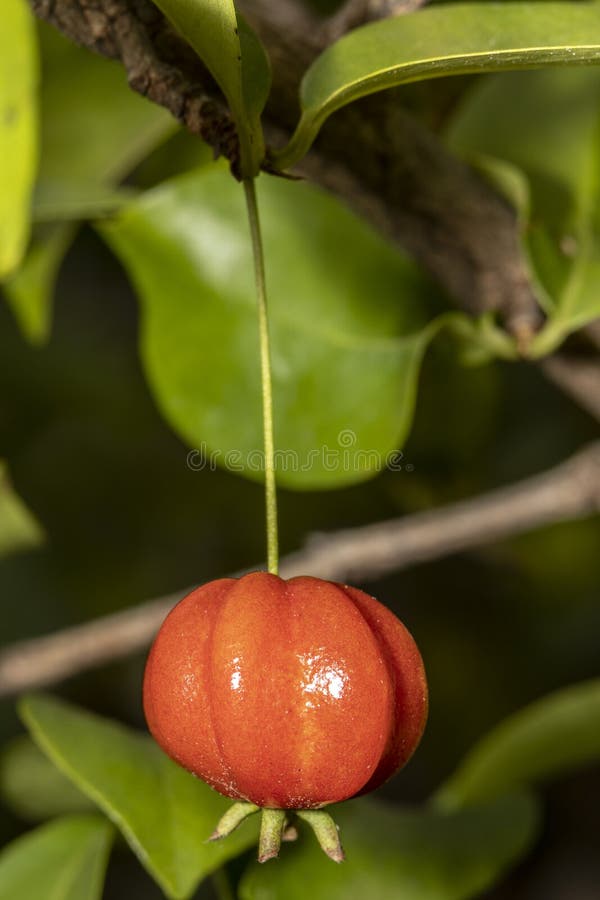 Selective Focus of Fruit Pitanga Tree Eugenia Uniflora Stock Photo ...