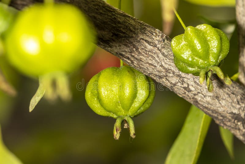 Selective Focus of Fruit Pitanga Tree Eugenia Uniflora Stock Photo ...