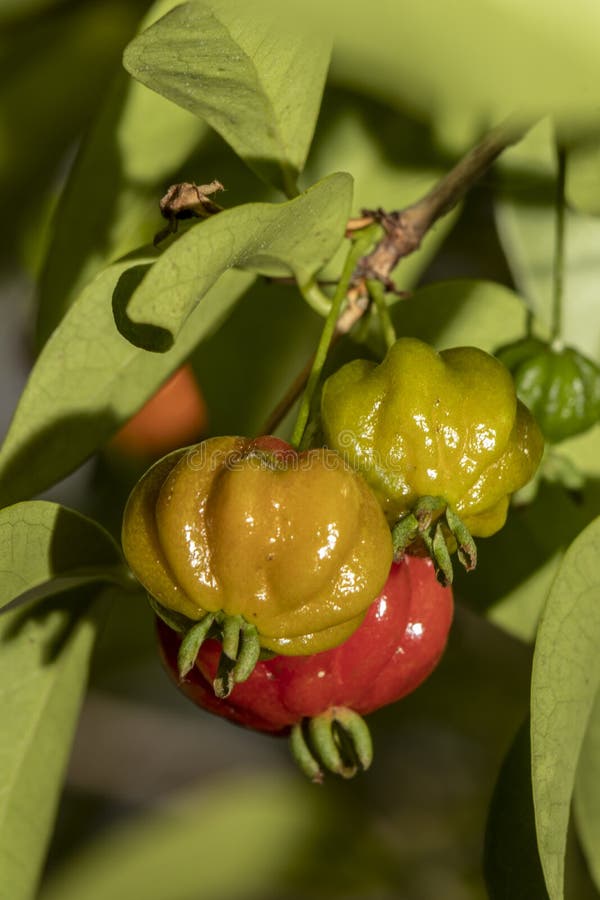 Selective Focus of Fruit Pitanga Tree Eugenia Uniflora Stock Image ...