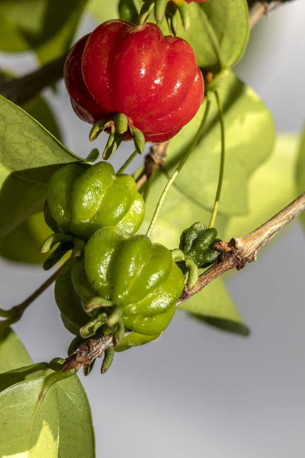 Fruit of the Eugenia Stipitata Called Araza and Typical from the Amazon ...