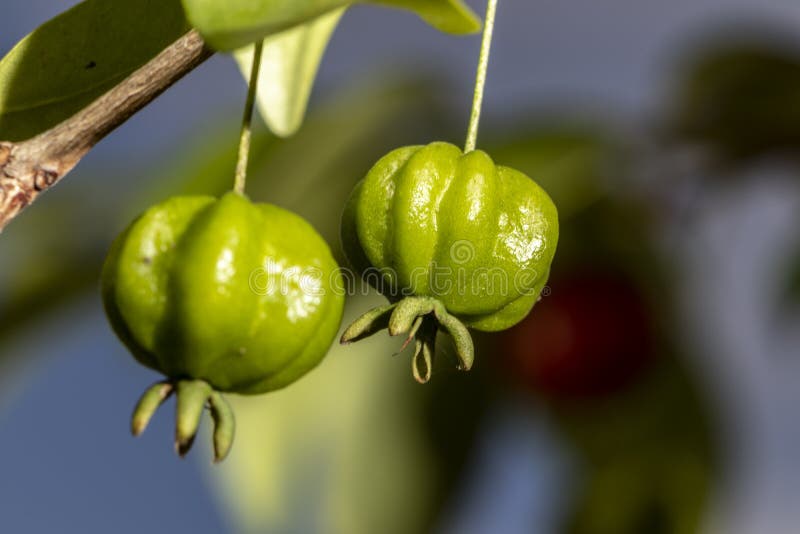 Selective Focus of Fruit Pitanga Tree Eugenia Uniflora Stock Photo ...