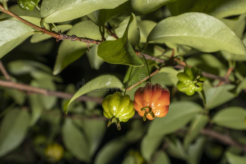 Selective Focus of Fruit Pitanga Tree Eugenia Uniflora Stock Photo ...