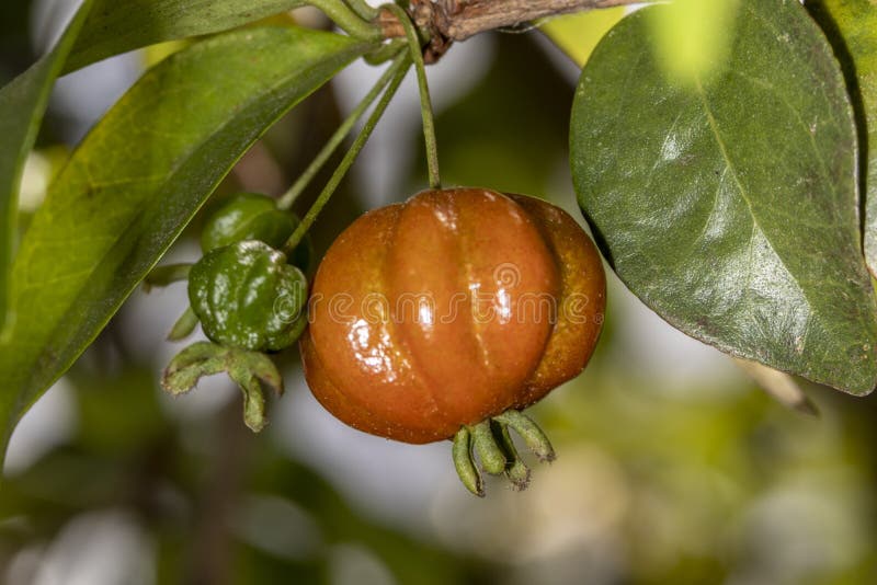 Selective Focus of Fruit Pitanga Tree Eugenia Uniflora Stock Image ...