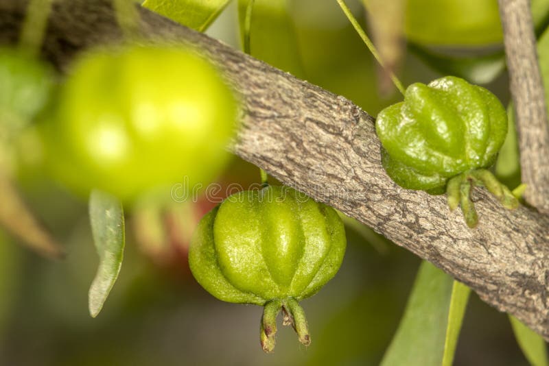 Selective Focus of Fruit Pitanga Tree Eugenia Uniflora Stock Image ...