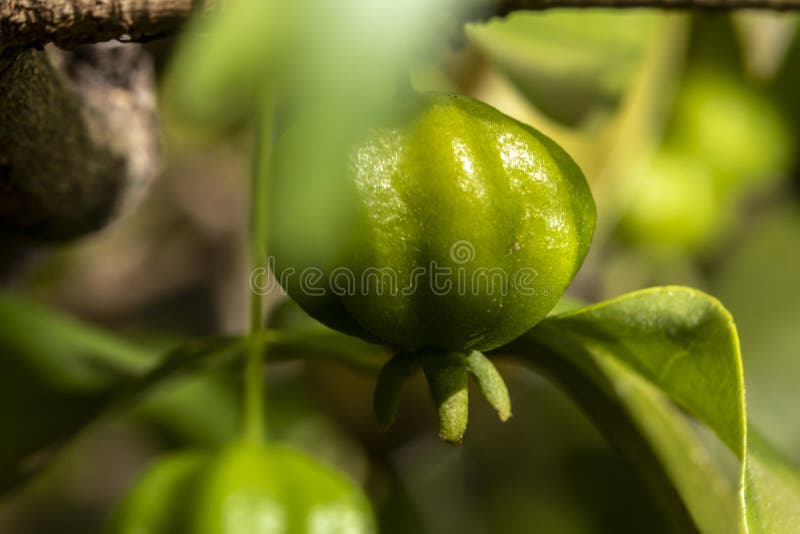 Selective Focus of Fruit Pitanga Tree Eugenia Uniflora Stock Image ...