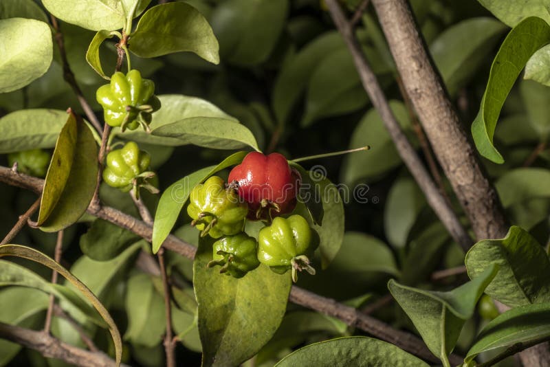 Selective Focus of Fruit Pitanga Tree Eugenia Uniflora Stock Photo ...