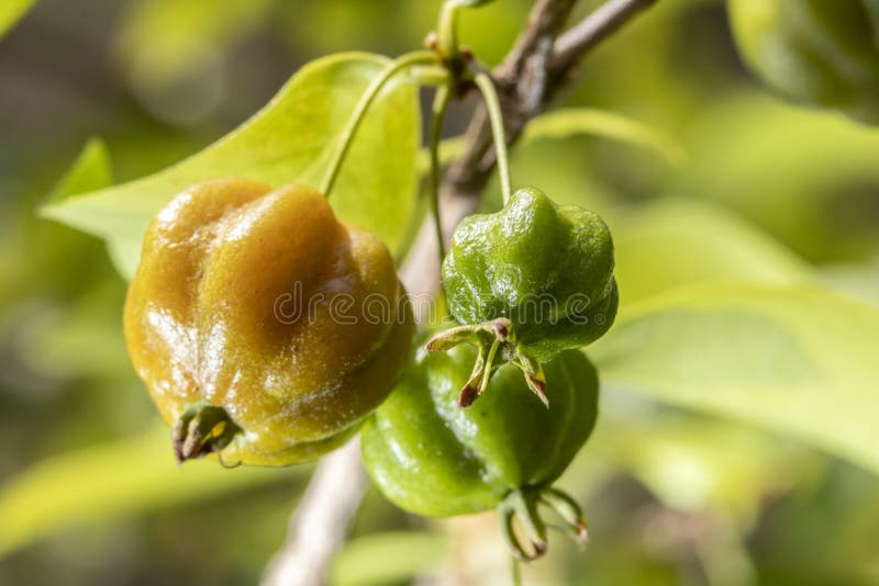 Selective Focus of Fruit Pitanga Tree Eugenia Uniflora Stock Image ...
