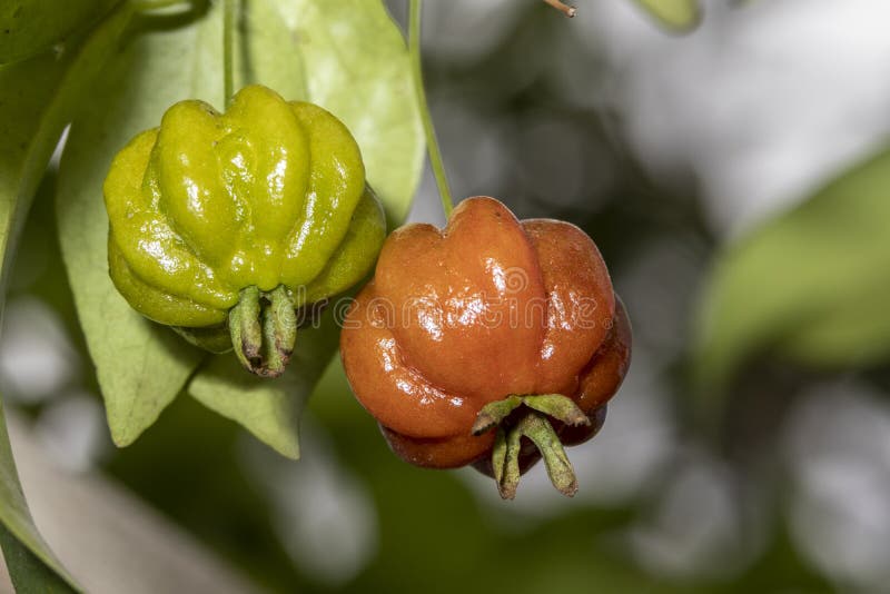 Selective Focus of Fruit Pitanga Tree Eugenia Uniflora Stock Image ...