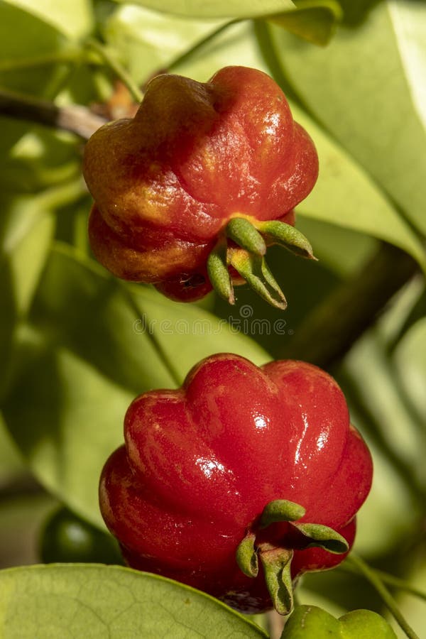 Selective Focus of Fruit Pitanga Tree Eugenia Uniflora Stock Image ...
