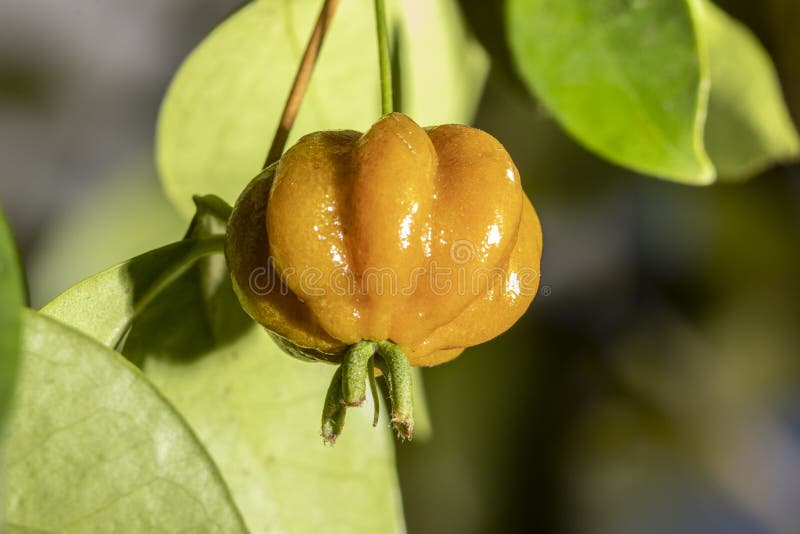 Selective Focus of Fruit Pitanga Tree Eugenia Uniflora Stock Image ...