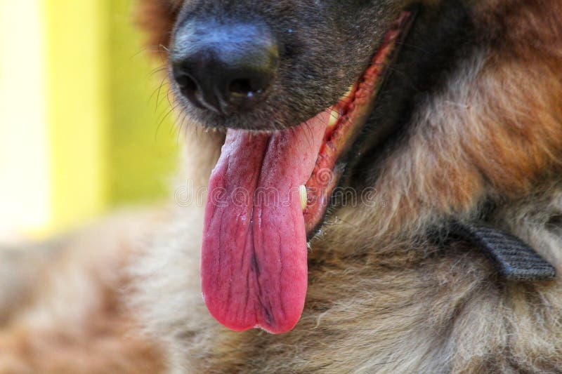 Selective Focus on German Shepherd Dog Nose and Tongue HD Stock Image ...