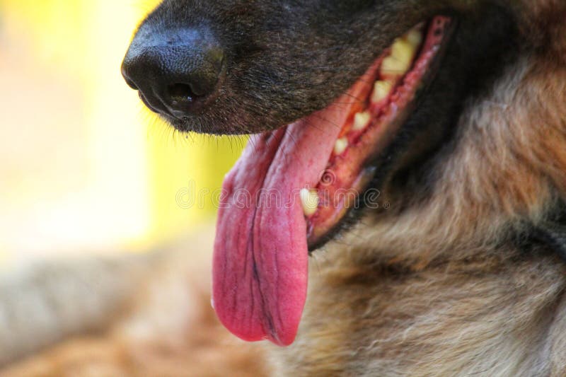 Selective Focus on German Shepherd Dog Nose and Tongue HD Stock Image ...