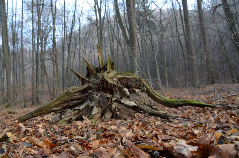 Selective Focus of a Giant Tree Root in a Creepy Forest Stock Photo ...