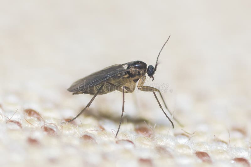 Side view of a gnat fly stock photo. Image of insect - 336583238