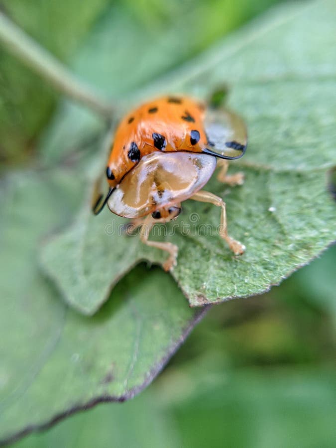 Golden Tortoise Beetle Perched on a Leaf. Stock Photo - Image of close ...