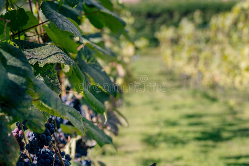 Selective Focus of Grapes Growing in a Vineyard Stock Image - Image of ...