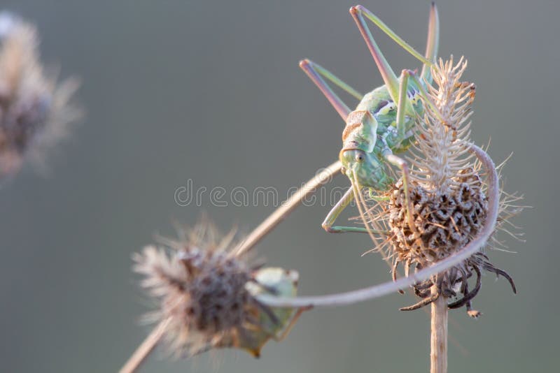 Selective Focus of a Grasshopper Stock Photo - Image of small, pest ...