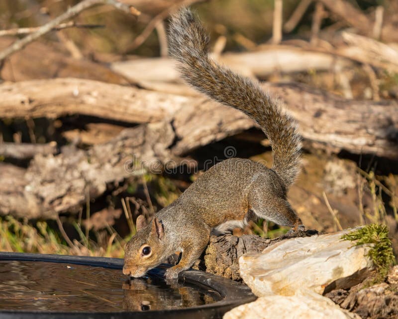 Selective Focus of a Gray Squirrel (Sciurus Carolinensis) Drinking ...