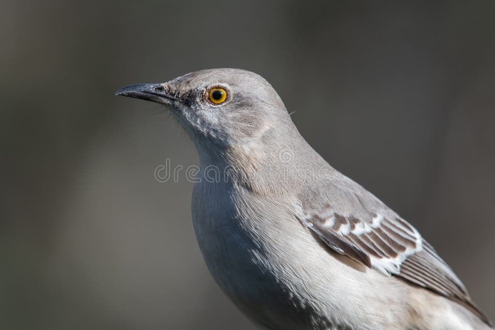 Selective Focus of a Gray Tennessee Mockingbird Stock Image - Image of ...